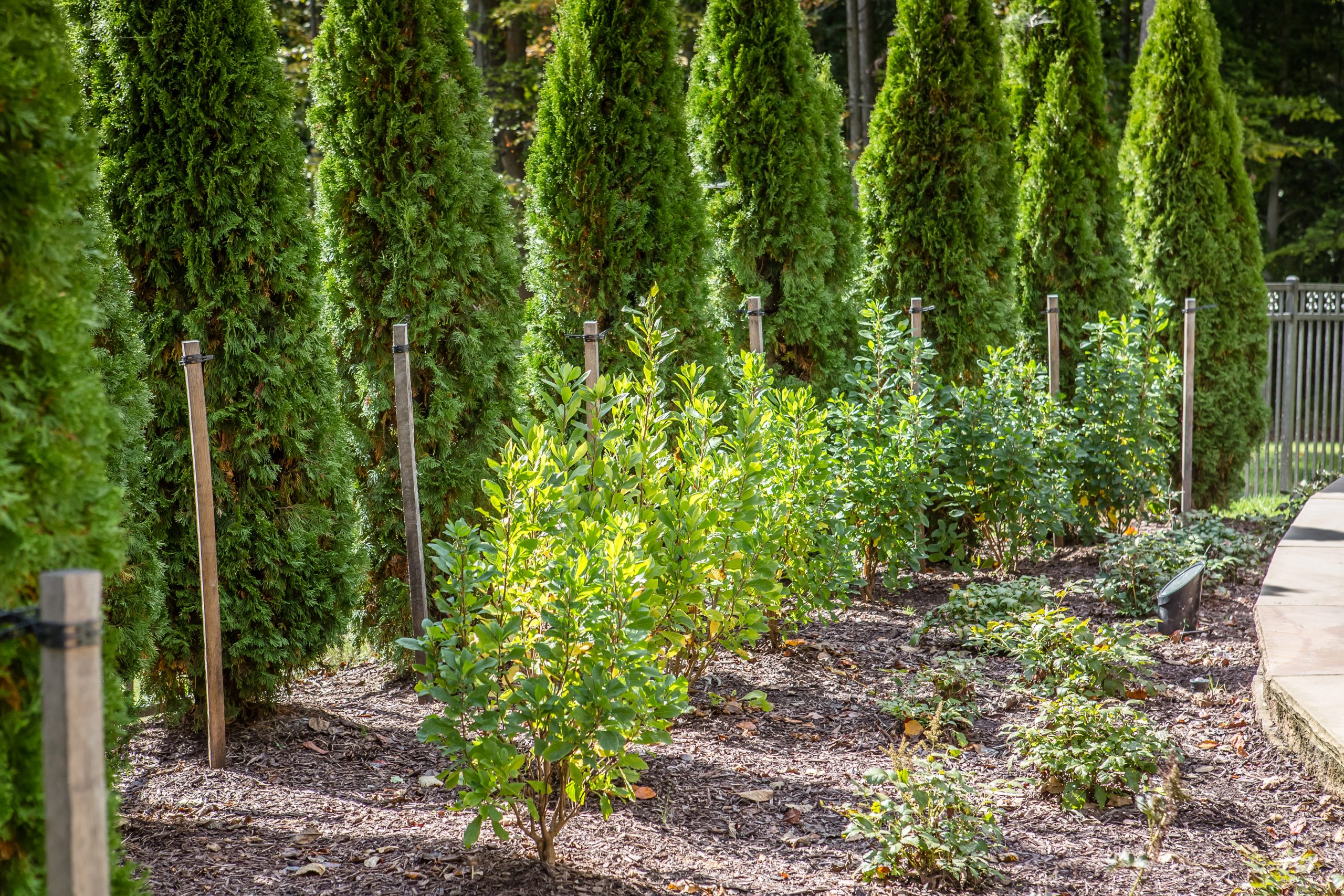 Living Fences: How Can Vertical Landscaping Enhance Your Outdoor Space ...